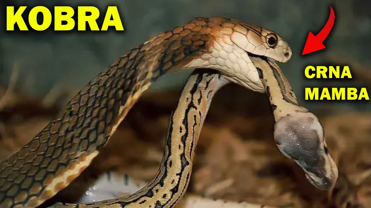 CRNA MAMBA PROTIV KRALJEVSKE KOBRE - Ko će Pobediti? - YouTube