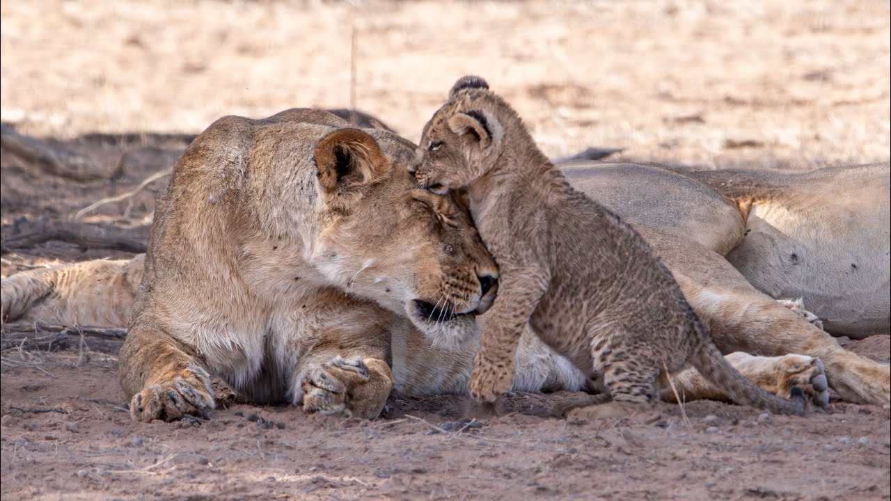 Cute lion cubs in the Kgalagadi - YouTube