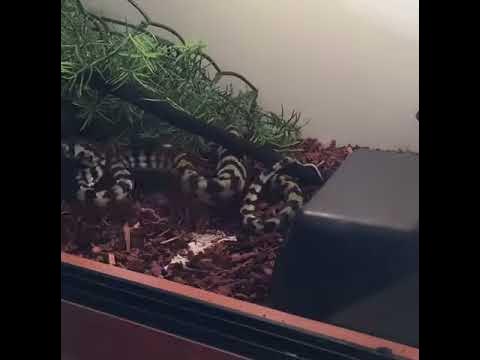 TIME LAPSE Carpet Python Feeding - YouTube
