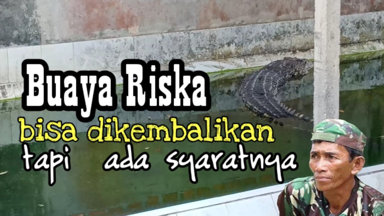 buaya Riska di kembalikan ke habitatnya, tapi ada syaratnya - YouTube