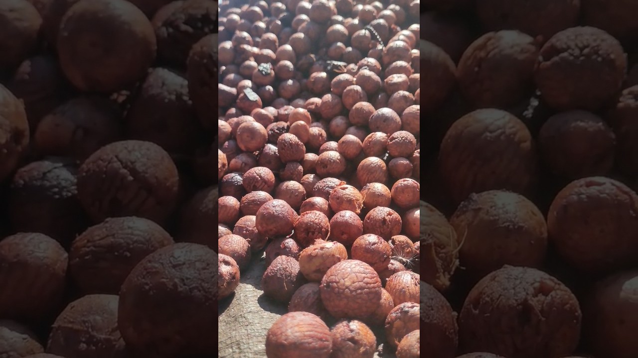 adike 🌝#modernraitha #farming #goat #adike - YouTube