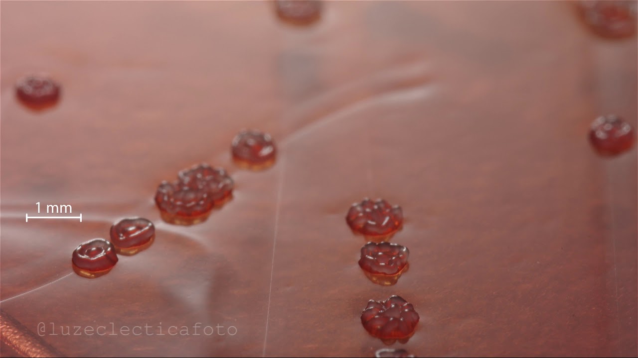 Pseudomonas stutzeri time lapse 60h - YouTube