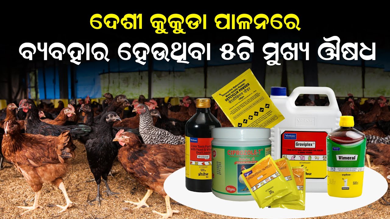 Desi kukuda medicine | ଦେଶୀ କୁକୁଡ଼ା ପାଳନ ରେ ବ୍ୟବହାର ହଉଥିବା 5 ଟି ମୁଖ୍ୟ ...