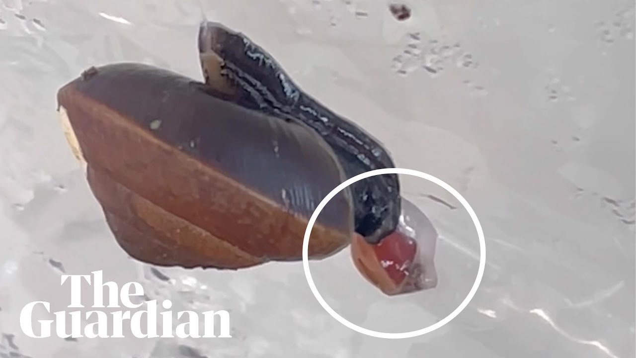 Footage shows snail on the brink of extinction giving birth through its ...