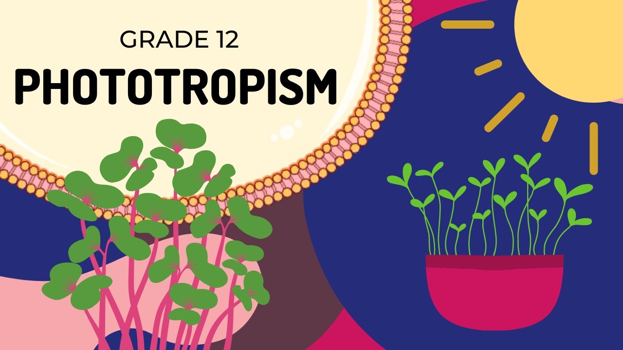 PHOTOTROPISM | EASY to UNDERSTAND - YouTube