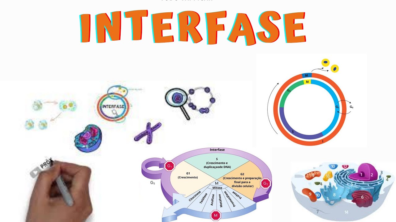 INTERFASE I CICLO CELULAR - YouTube