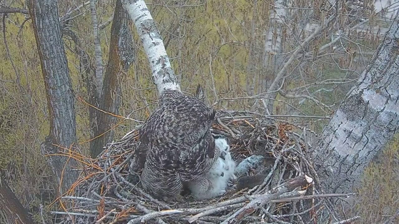 Great Horned Owls - Little puff balls! - 04-20-17 - YouTube