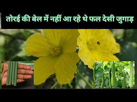 TORAI की बेल में नहीं आ रहे थे फल किसान ने किया देसी जुगाड़।।#farming # ...