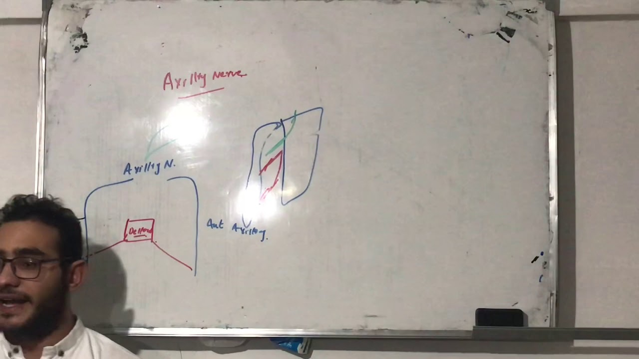 Axillary nerve. Clinical correlation. Upper limb . Nerves. - YouTube
