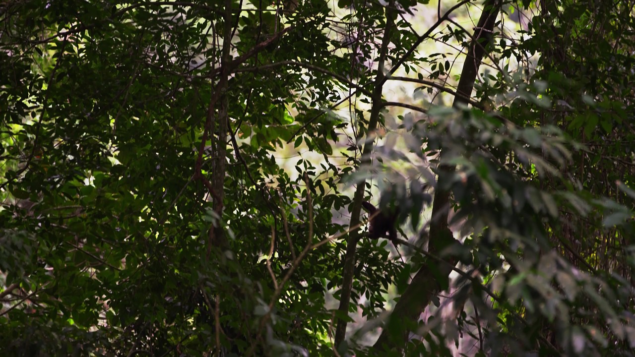 Pan slow motion A Capuchin monkey climbs down tree branches. - YouTube