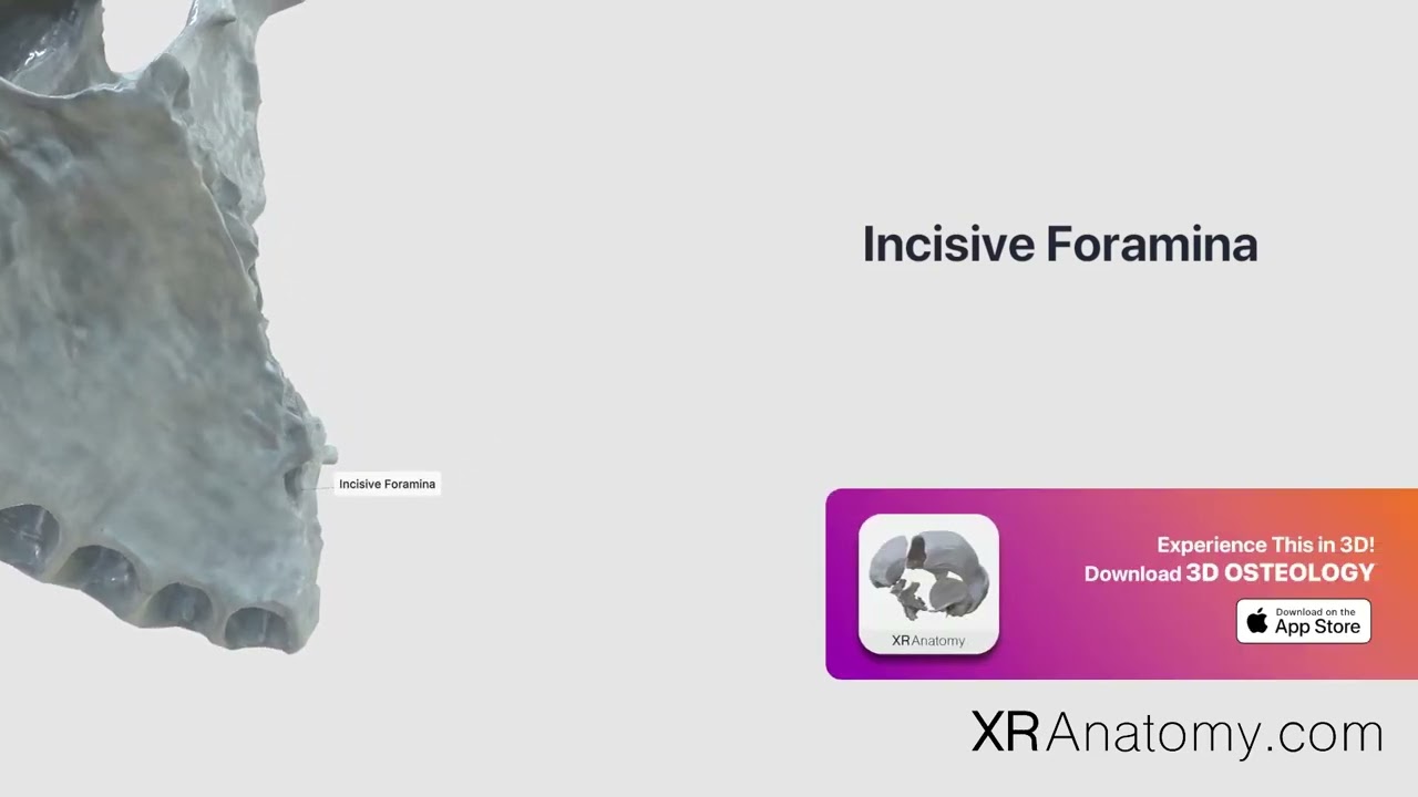 Incisive Foramen Of Maxilla