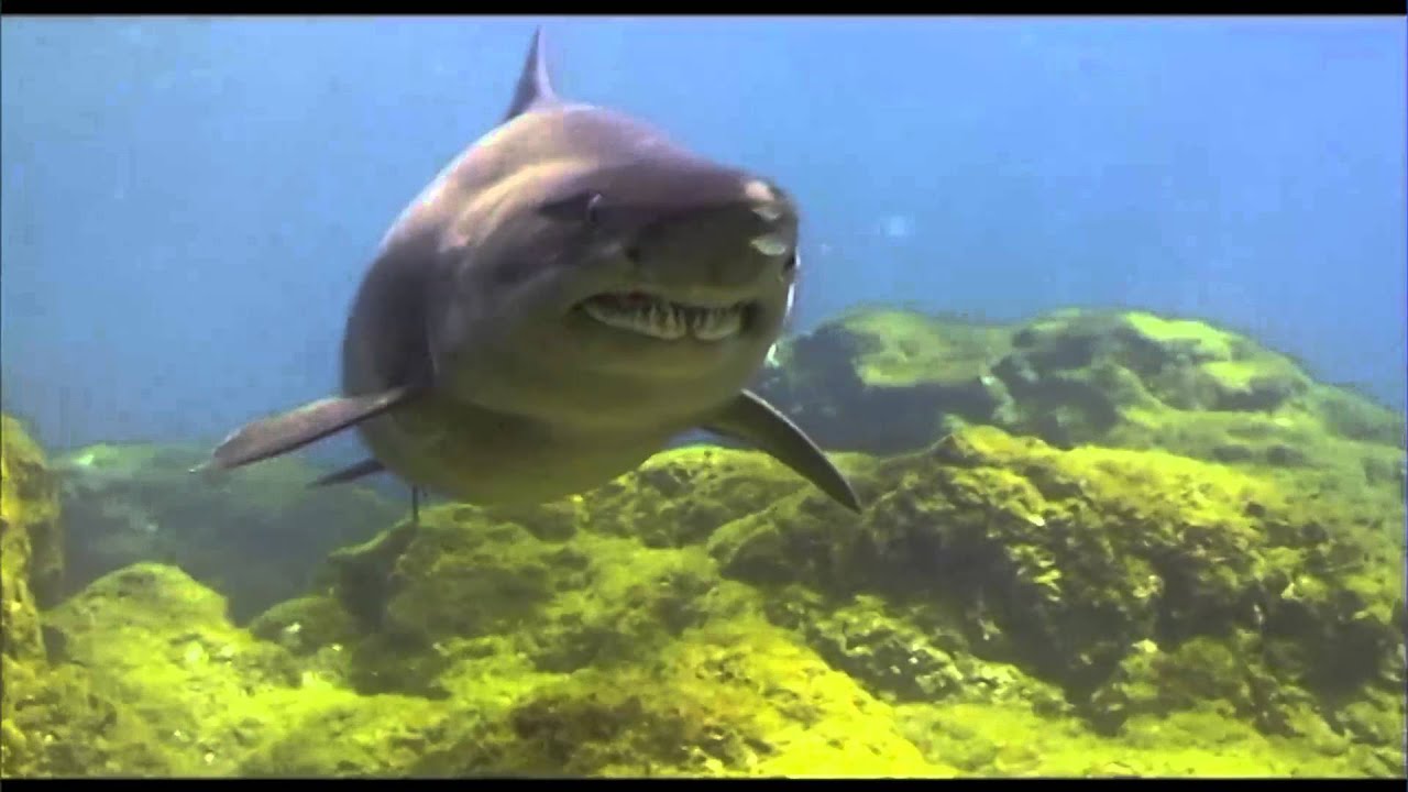 the green shark - YouTube