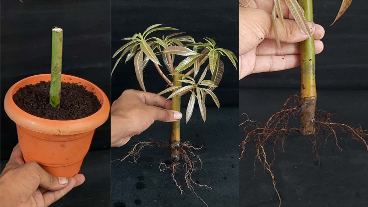Cool Method / Mango Propagation from Cutting / Quick Budding No Fungus ...
