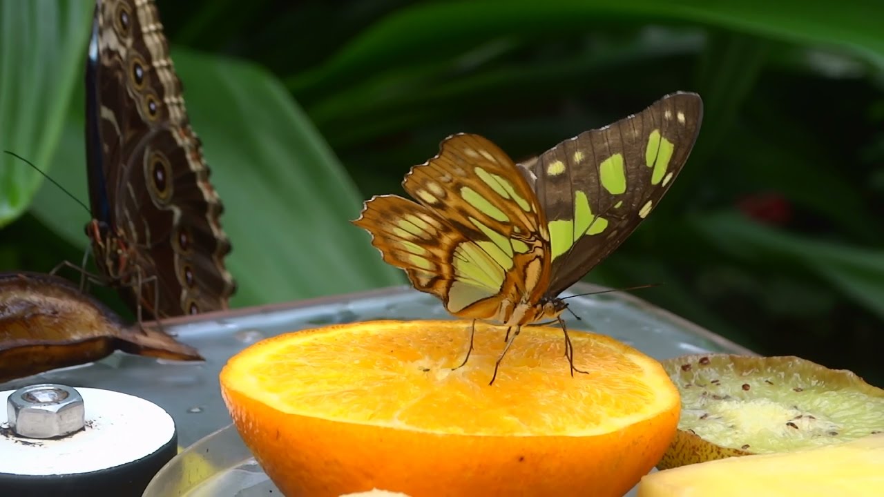 Dierentuin Artis Amsterdam (39) Vlinders in het Vlinderpaviljoen. - YouTube