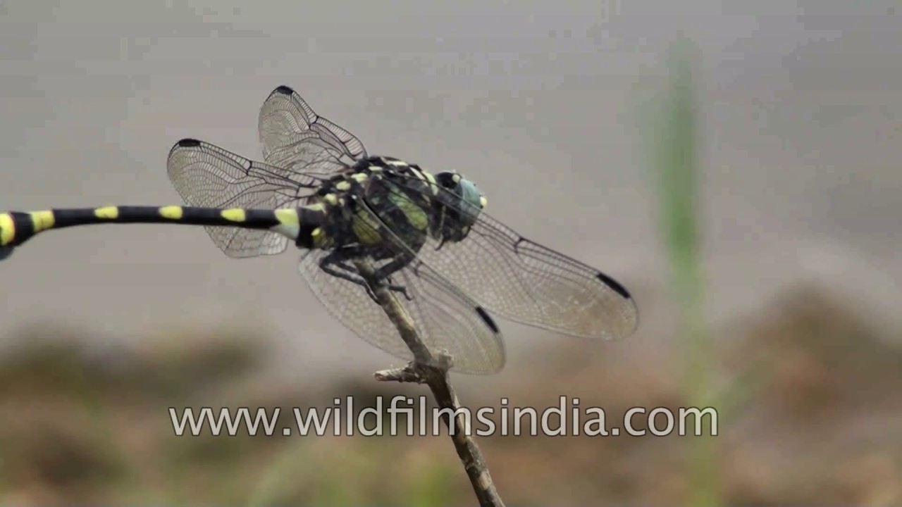 Common clubtail dragonfly (Ictinogomphus rapx) - YouTube