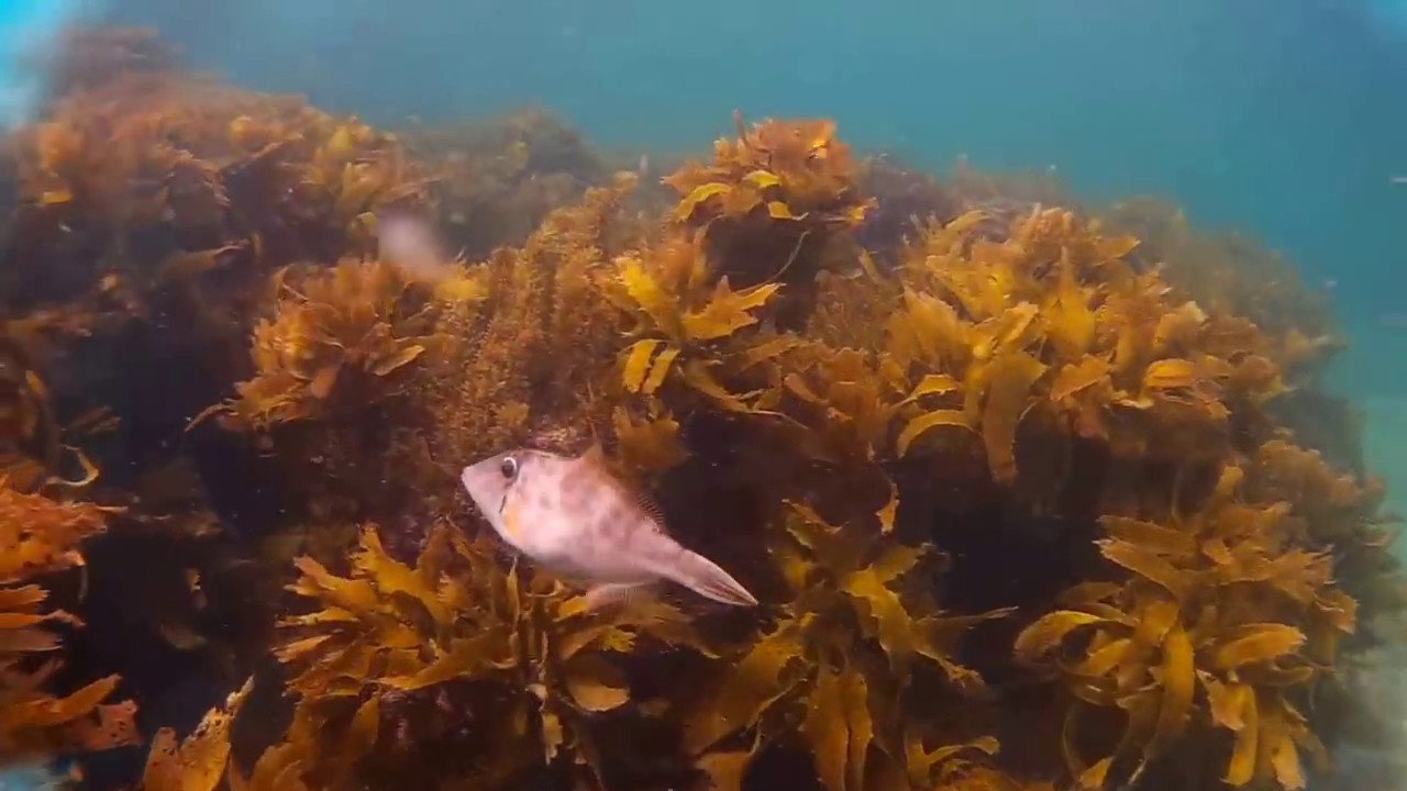 Goat Island Scuba Diving - YouTube