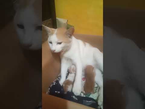 Si Indo sedang menyusui