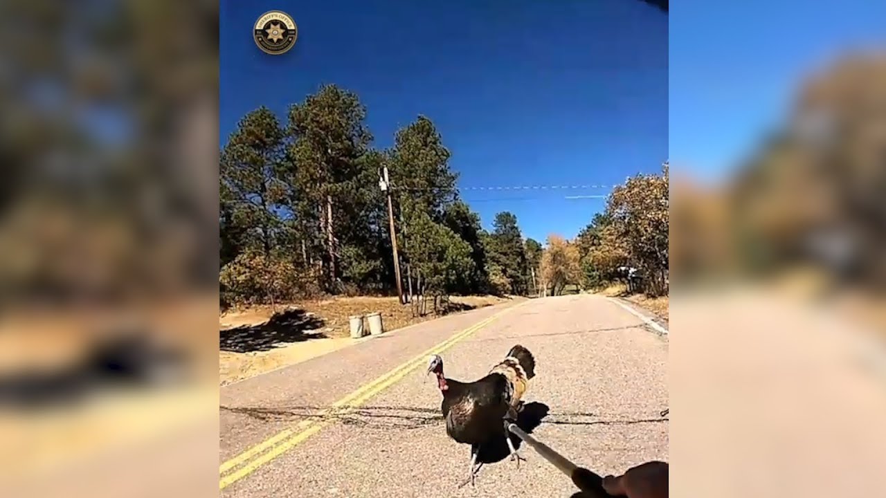 Nearly 25 lb Fearless Turkey Chases Cops Down Driveway To Patrol Car ...