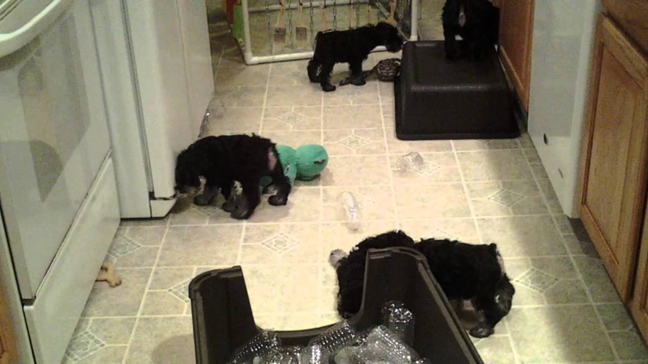 Kitchen mayhem 8,5 weeks - YouTube