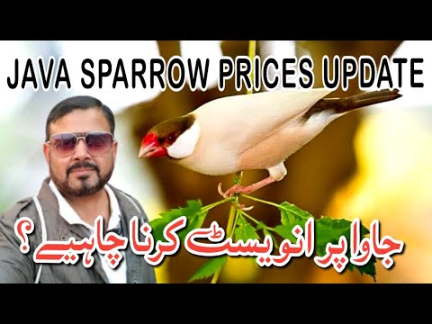 Java Prices Update 17 02 2025 | Birds Future in 2025 | Lalukhet Birds ...