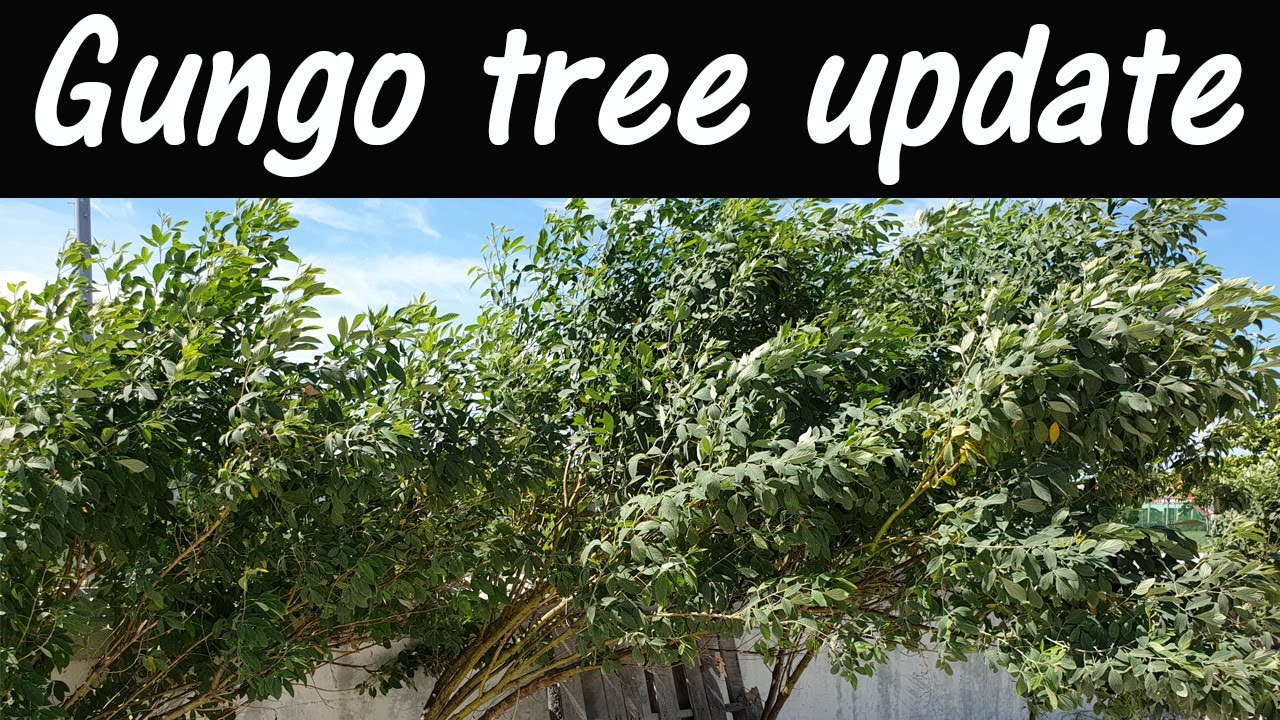 God saved the Gungo tree| Mealy bug infestation but something amazing ...