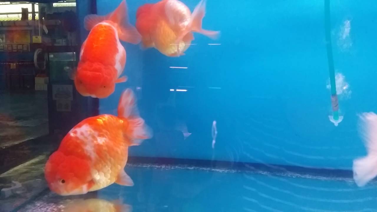 Beautiful full grown ranchu at qian hu fish farm - YouTube
