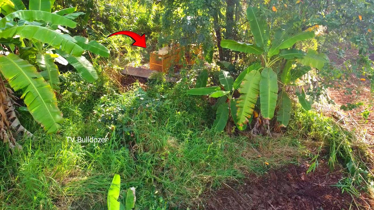 Techniques Skills Clearing Big Forest In The Mountain By Bulldozer D31P ...