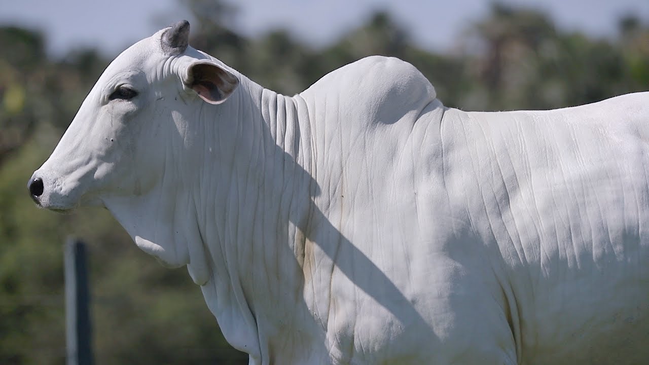 LOTE 19 - CSCC 8566 - YouTube