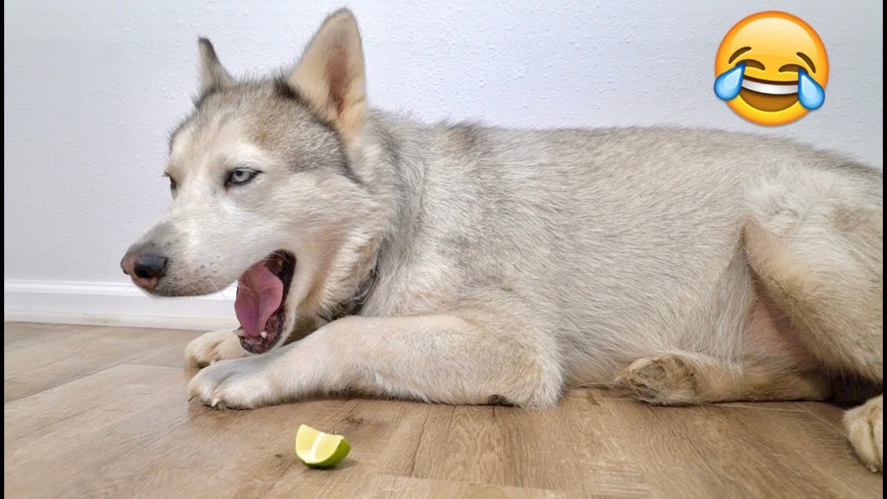 My Husky Reacts to Trying Lime! - YouTube
