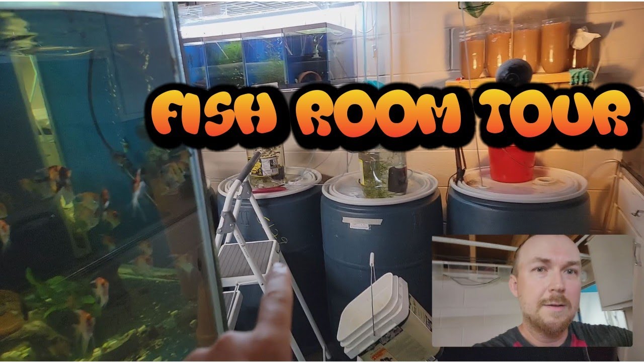 Fish Room Tour with LOTS of Updates! - YouTube