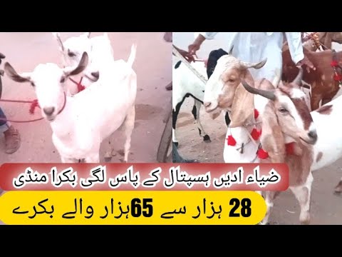 Bakra Mandi 30-june-2022 Livestock Khassi Andu Goats Price Bakra Eid ...
