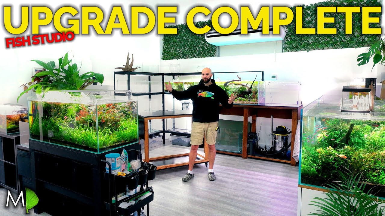 Fish Studio UPGRADES Completed! More Room For Activities!! - YouTube