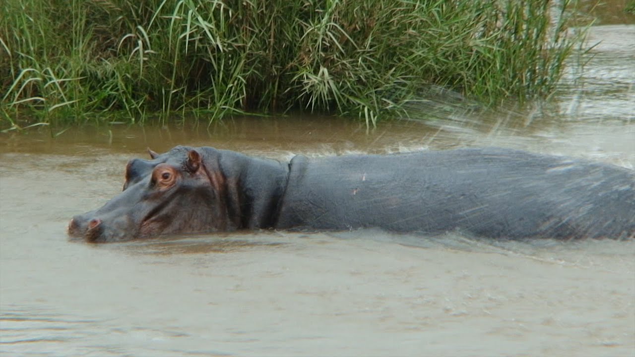 Hippo Sounds From Kruger National Park | Kruger Park Sightings ...