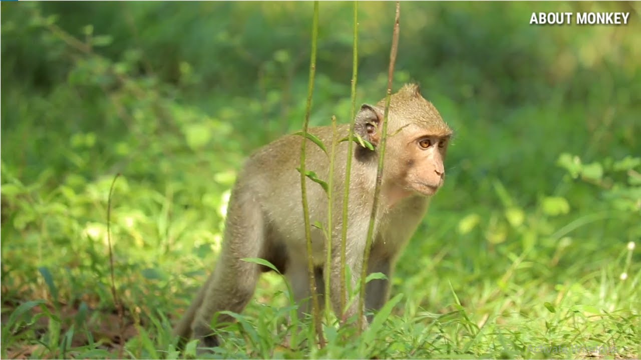 Monkey Janet She Always Looking Her Family And Follow, Poor Baby Monkey ...