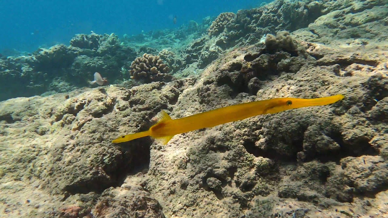 Octopus attempts to blend in to its surroundings - YouTube