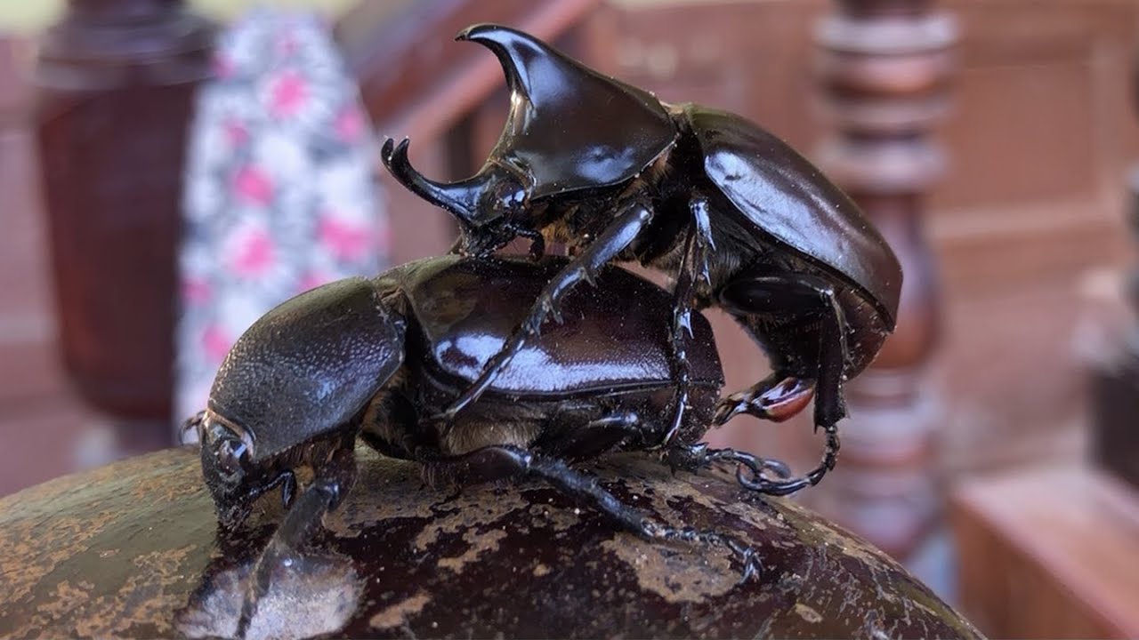 Beetles Mating Season - YouTube
