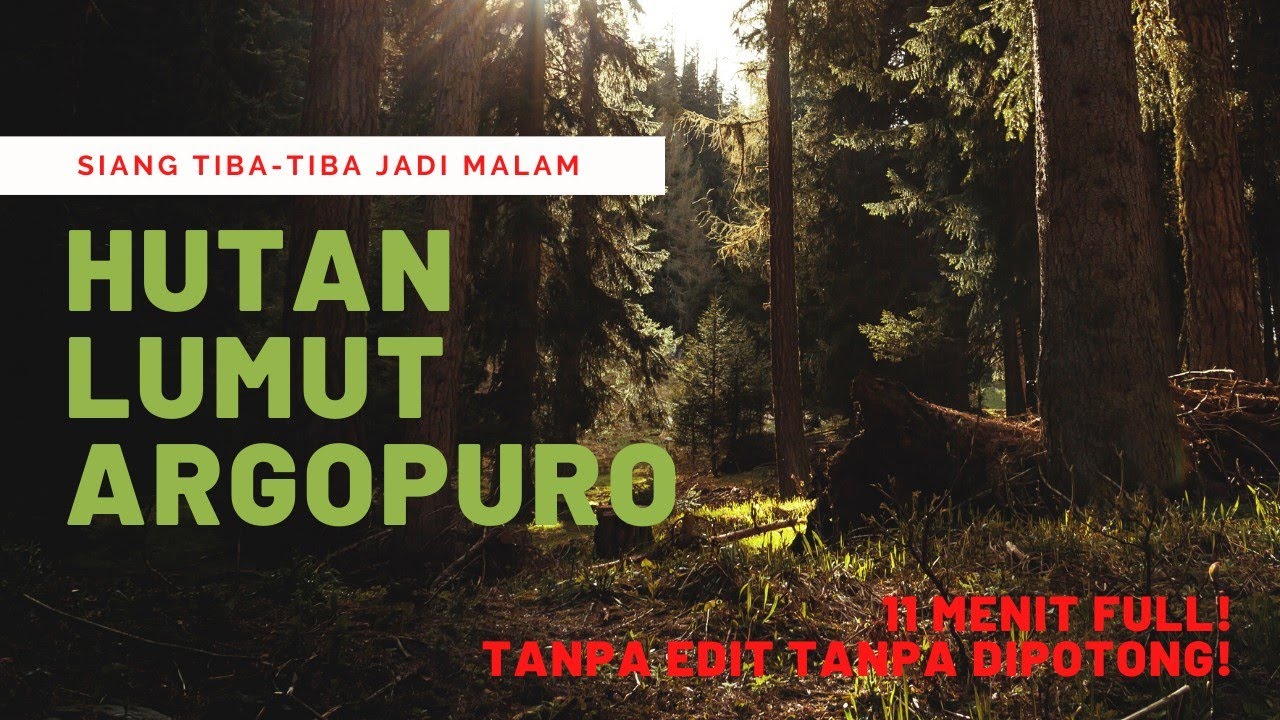 REAL PENAMPAKAN NGERINYA HUTAN LUMUT PENDAKIAN GUNUNG ARGOPURO GUNUNG ...