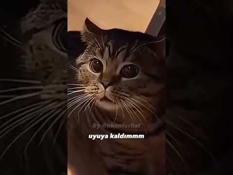Uyuya Kaldım Kedi Remix 1 Saat by @okanferhat