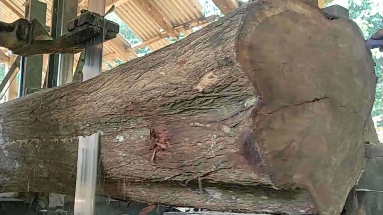 Chopping the terrible and dangerous giant acacia wood - YouTube