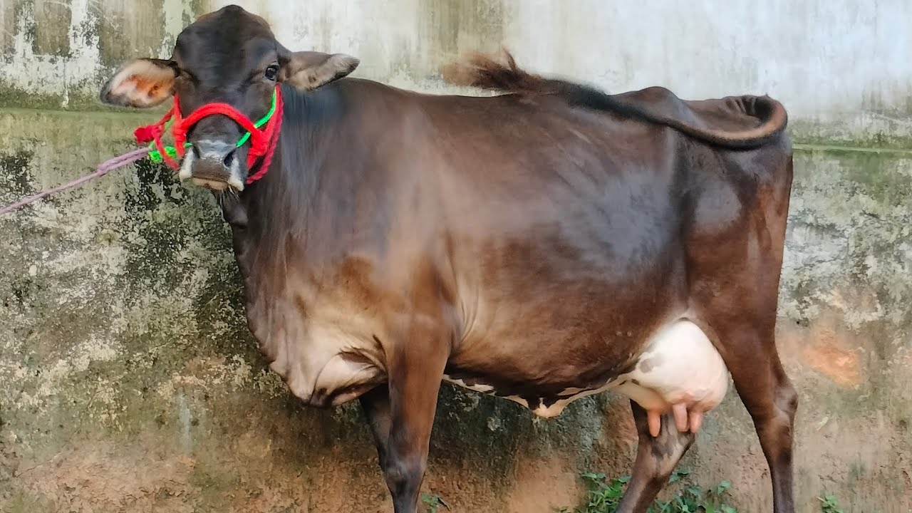 Premium Quality Browncross (20 to 23 liter)നിറ ചെന പശു വില്പനക്ക് #cow ...