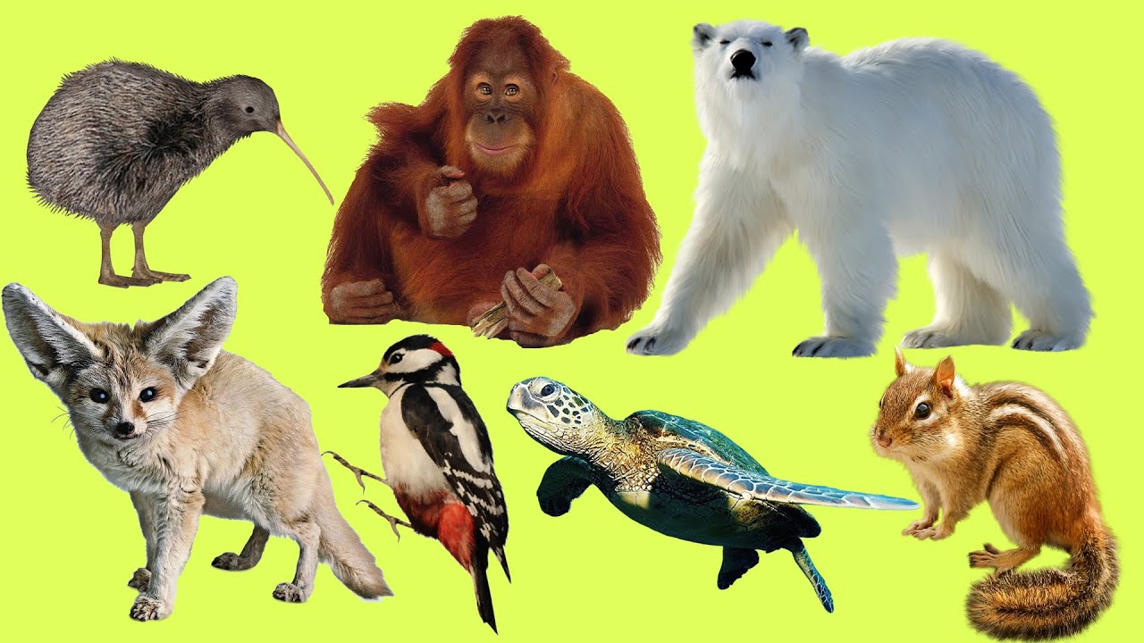 Learn Wild Animals Learn Names and Sounds Animals In English for Kids 5 ...