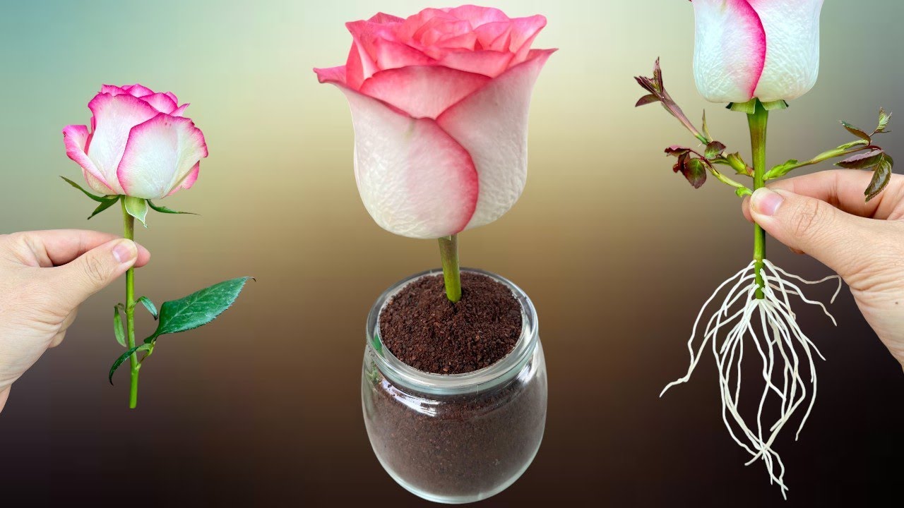 🌹Roses unexpectedly sprout and take root after one night of propagation ...