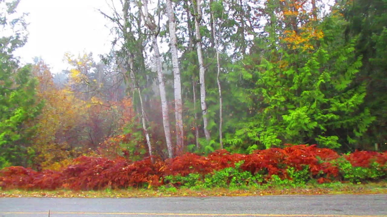 Native Trembling Aspen Trees on the Gulf Islands, Canada - YouTube