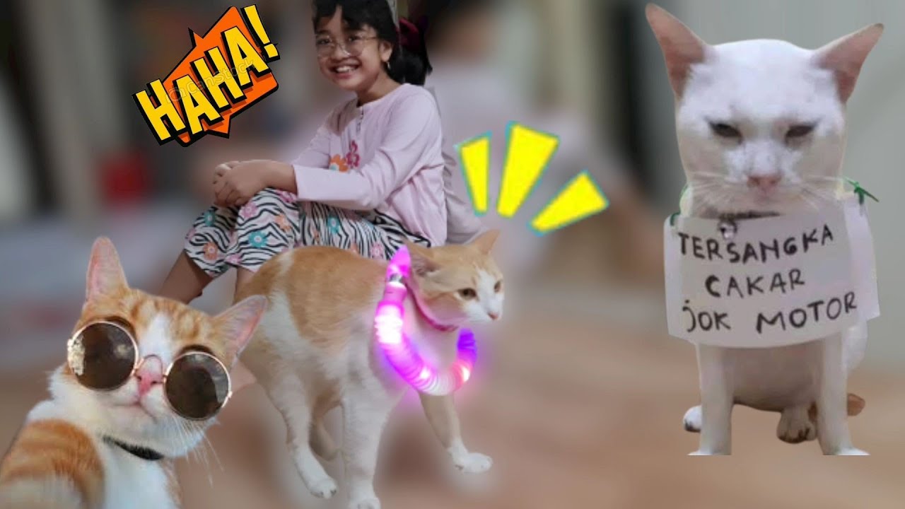 Hehe..Hanum Kasih Kalung Baru Ke Kucing Marco, Eh Malah Cemberut 😹 ...