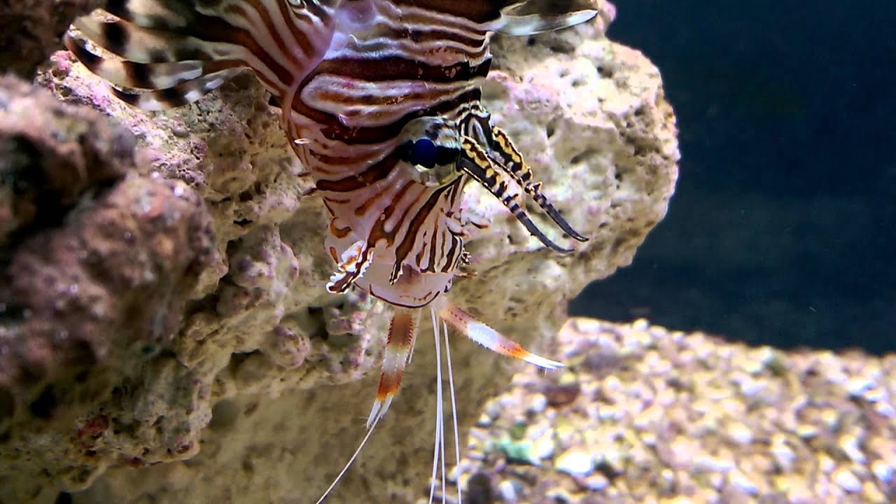 Lionfish eats coral banded shrimp - YouTube