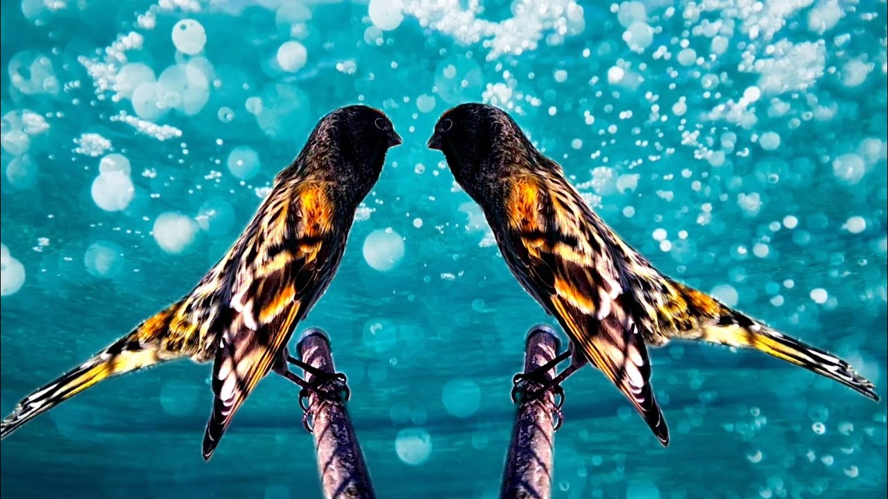 Fronted bird full power singing Gulsar Of Kabul Afghanistan in ...