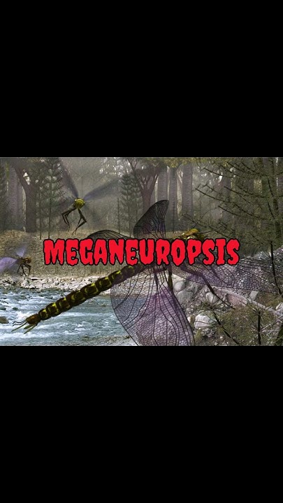 Meganeuropsis - YouTube