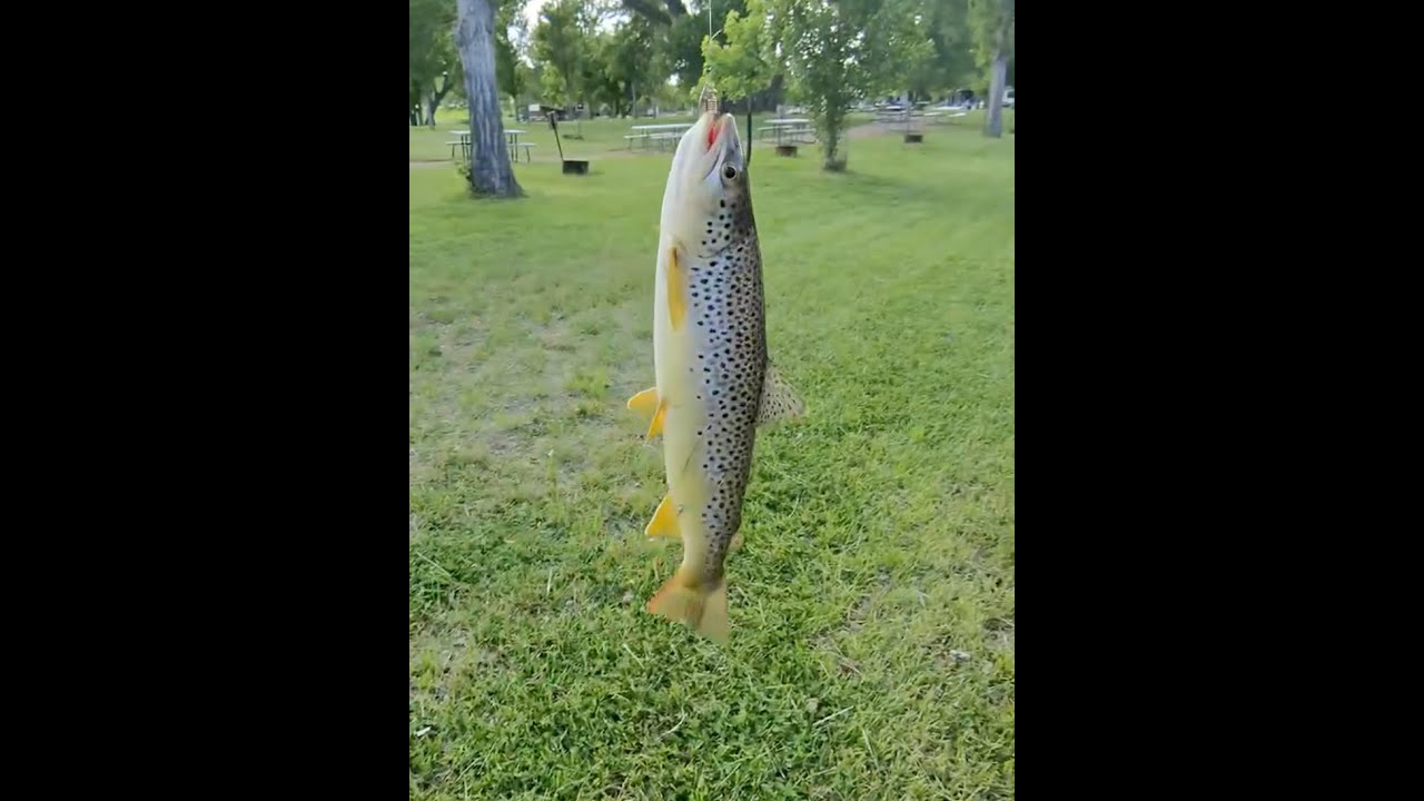 Trout fishing on the Redwater River in South Dakota - YouTube