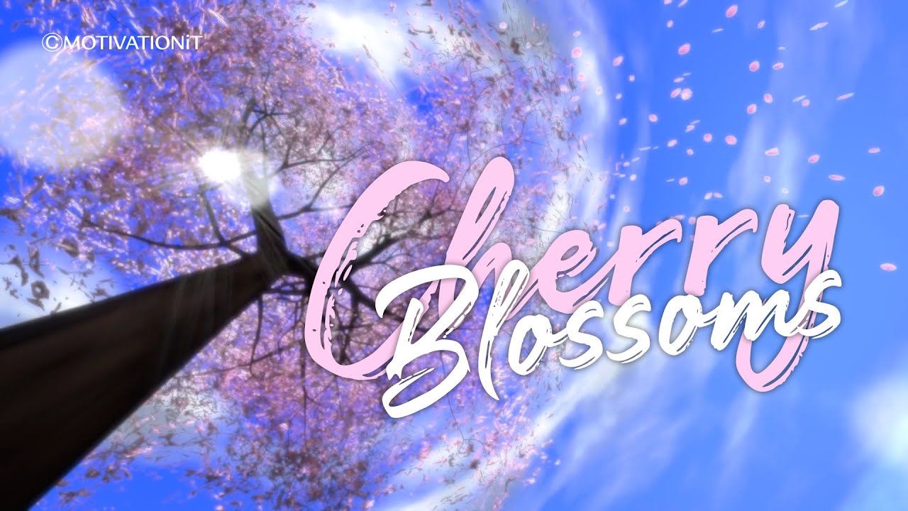 Cherry Blossom Music | Japanese Music | Sakura Music - YouTube