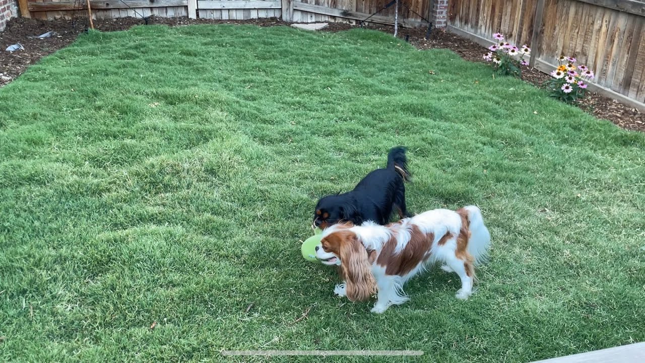cute dogs fetch a few toys in the back yard 8/15 - YouTube
